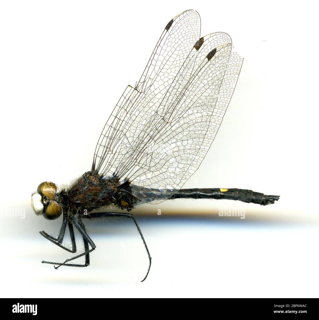 Intacta hi-res stock photography and images - Alamy