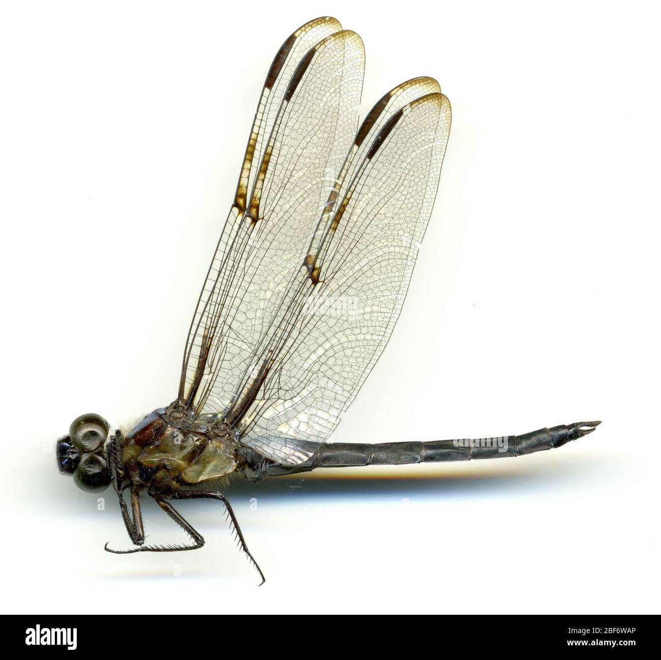 Entomological features Cut Out Stock Images & Pictures - Alamy