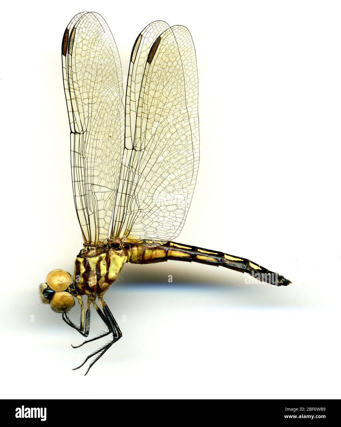 Libellulidae identification hi-res stock photography and images - Alamy