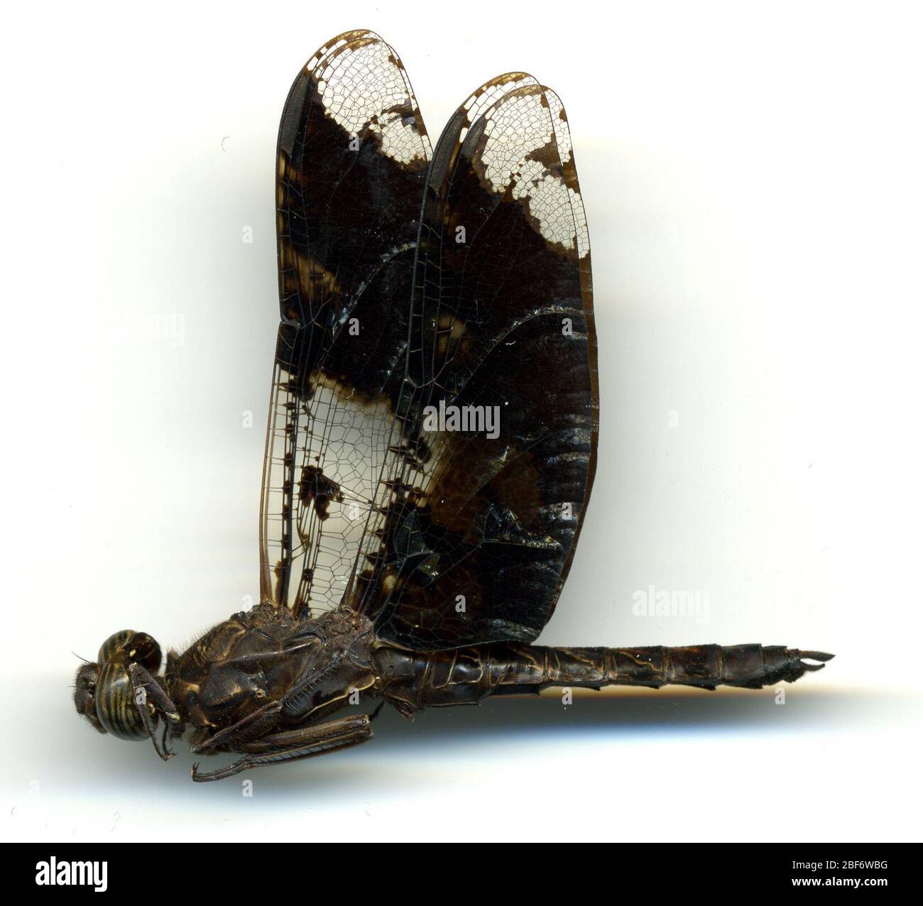 Warm may Cut Out Stock Images & Pictures - Alamy