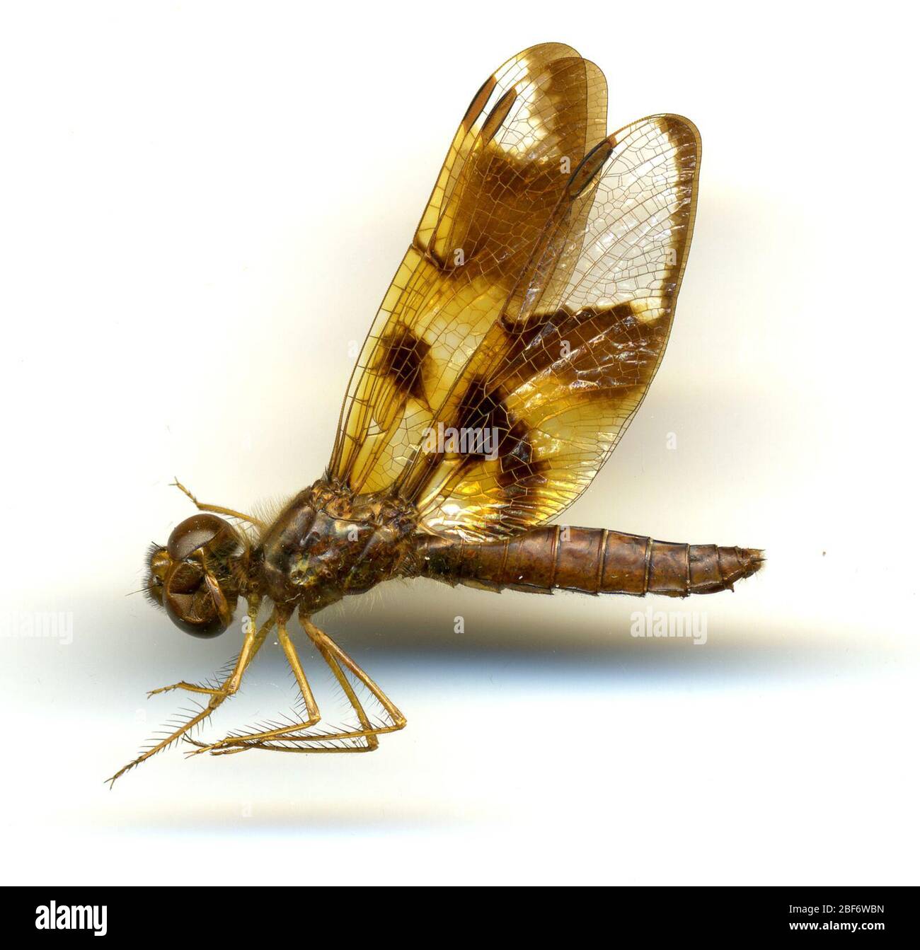 Perithemis seminole hi-res stock photography and images - Alamy