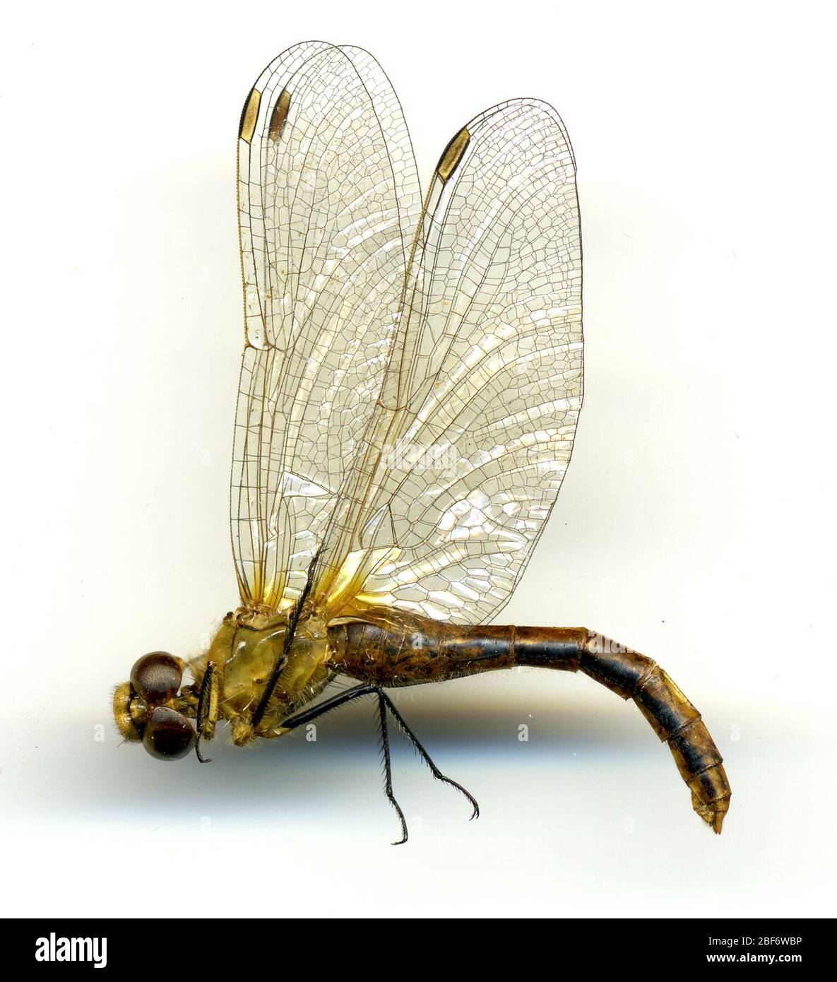 Sympetrum internum hi-res stock photography and images - Alamy