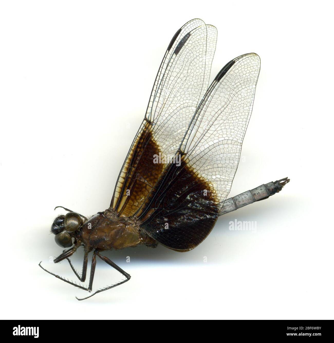 Libellula luctuosa. 20 May 20161 Stock Photo - Alamy