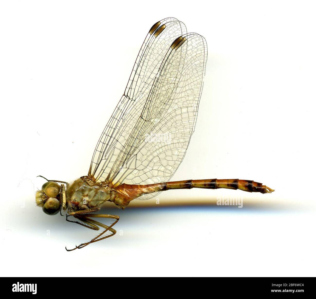Sympetrum ambiguum hi-res stock photography and images - Alamy