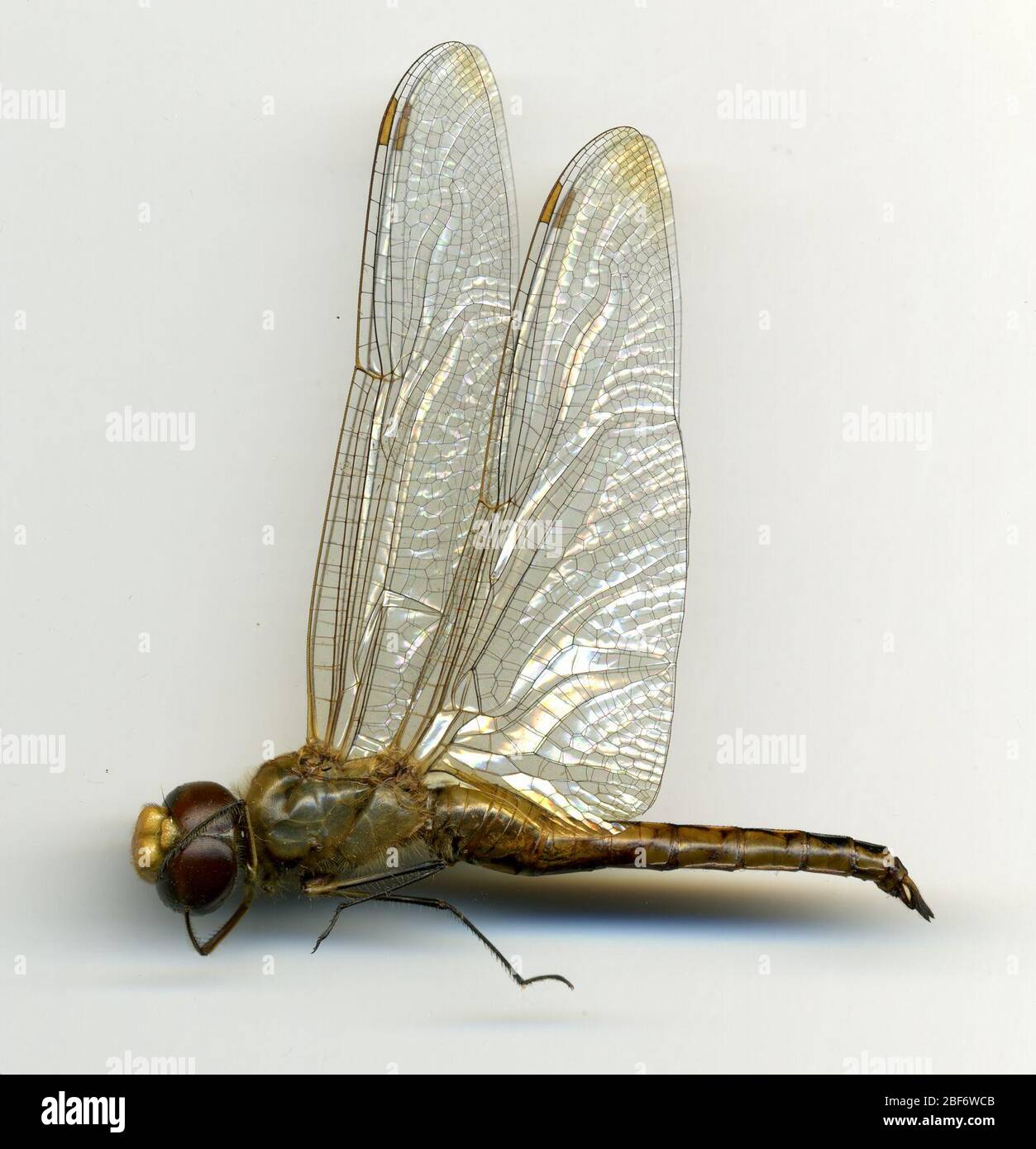 Pantala flavescens. 23 May 20161 Stock Photo - Alamy