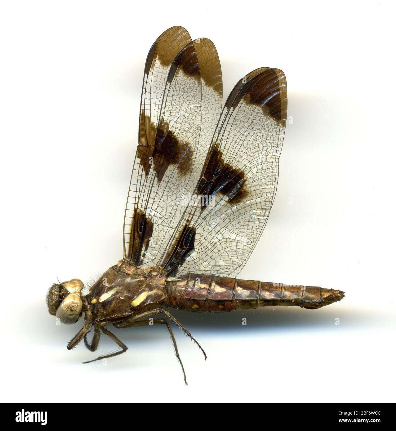 'lydia' Cut Out Stock Images & Pictures - Alamy