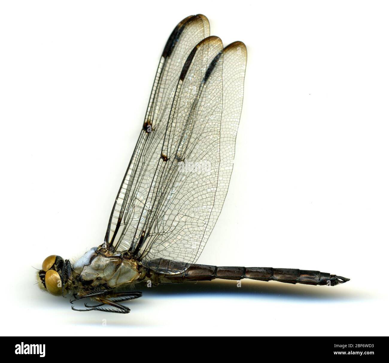 Libellula vibrans hi-res stock photography and images - Alamy