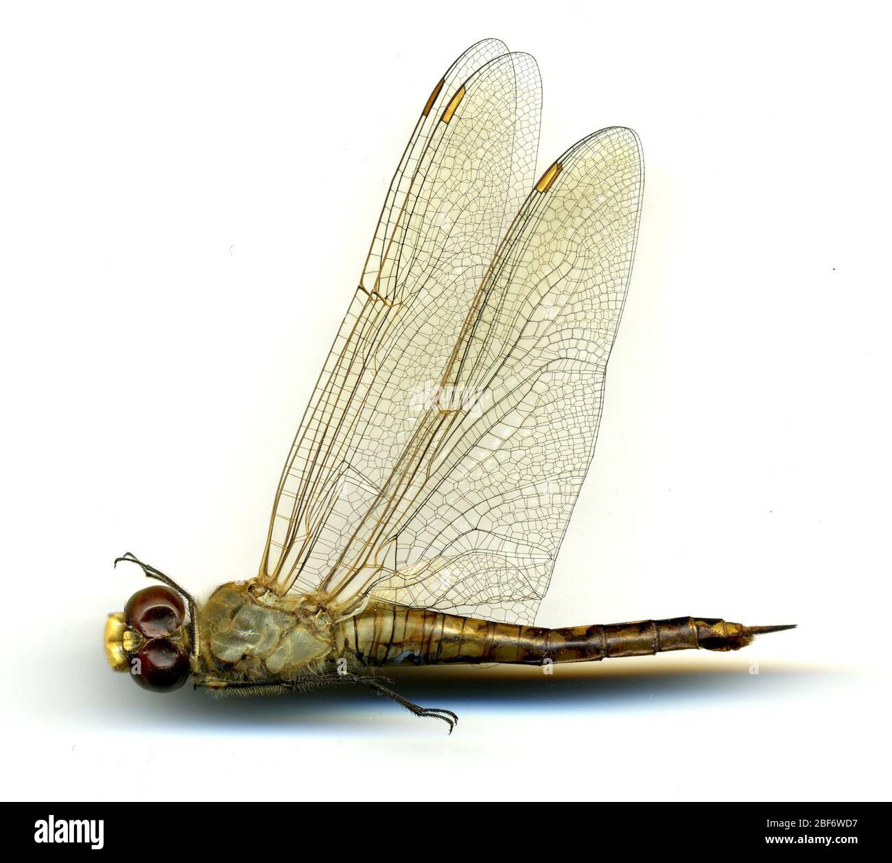 Pantala flavescens hi-res stock photography and images - Alamy