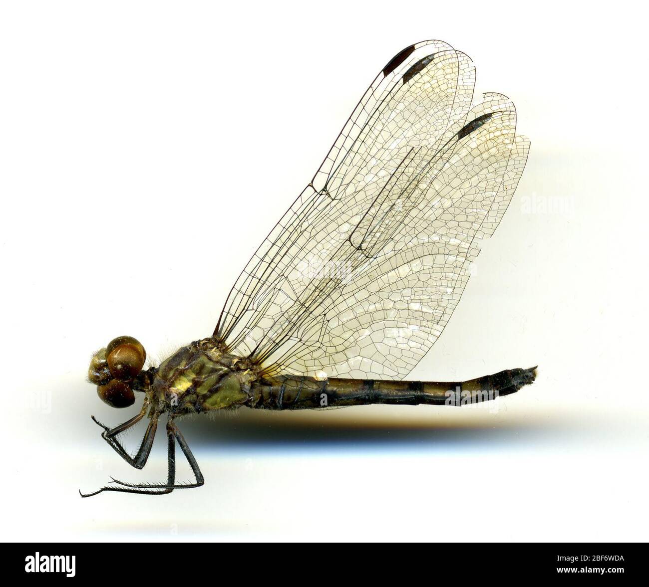 Populations Cut Out Stock Images & Pictures - Alamy