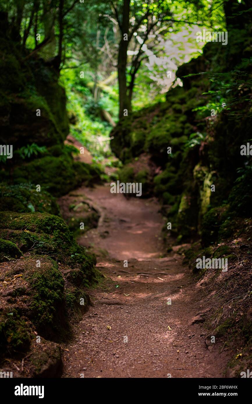 A basic dirt path leads deep in to the dark Puzzlewood forest, Coleford ...
