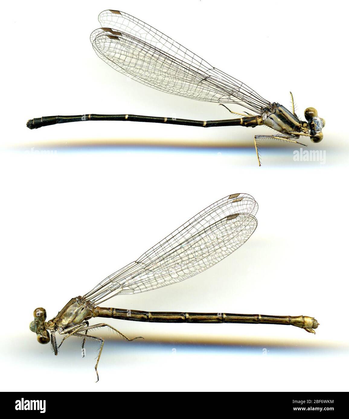 Argia moesta Cut Out Stock Images & Pictures - Alamy