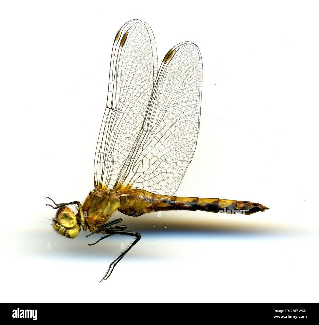 Sympetrum internum. 3 Mar 20171 Stock Photo - Alamy