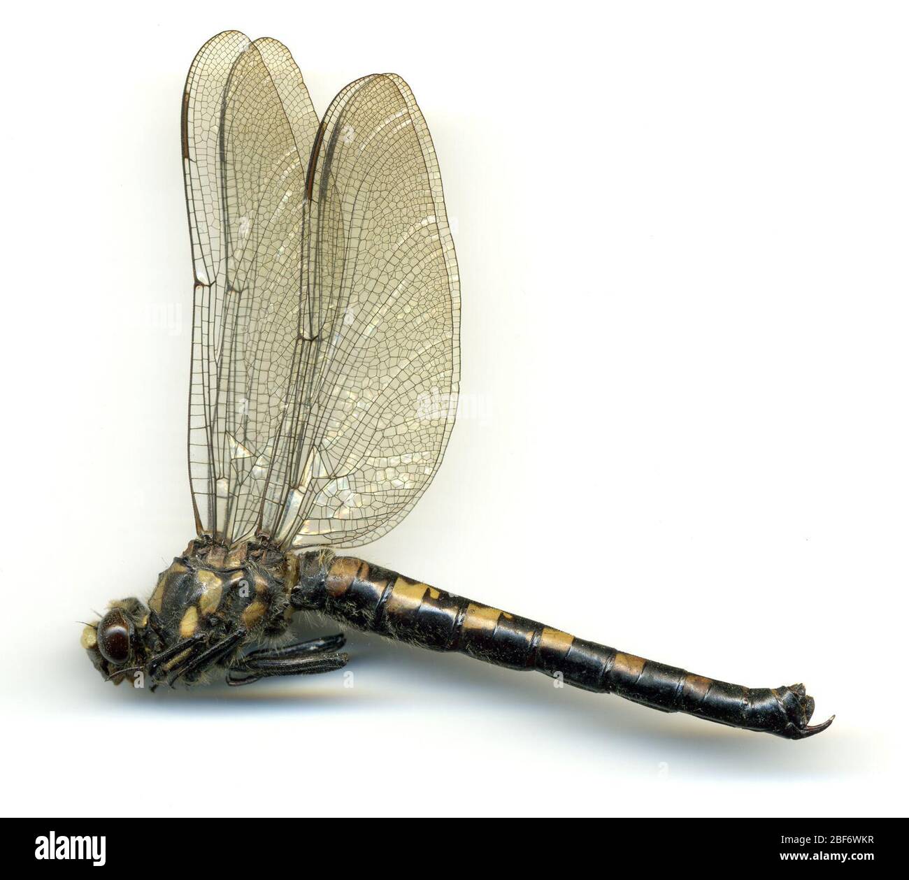 Aquatic biodiversity research Cut Out Stock Images & Pictures - Alamy