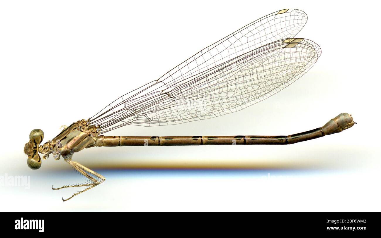 Argia munda. 21 Apr 20161 Stock Photo - Alamy