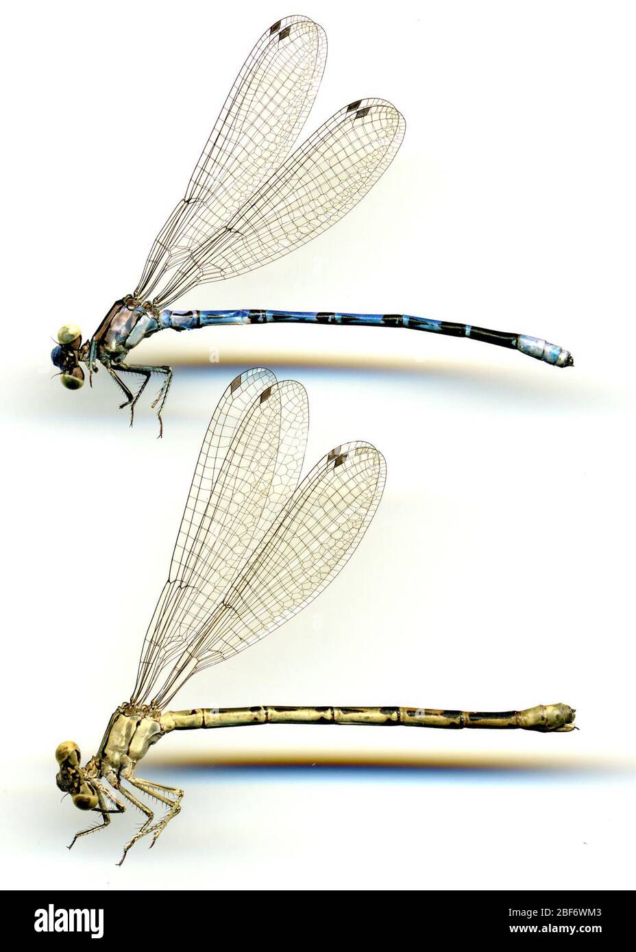 Argia species hi-res stock photography and images - Alamy
