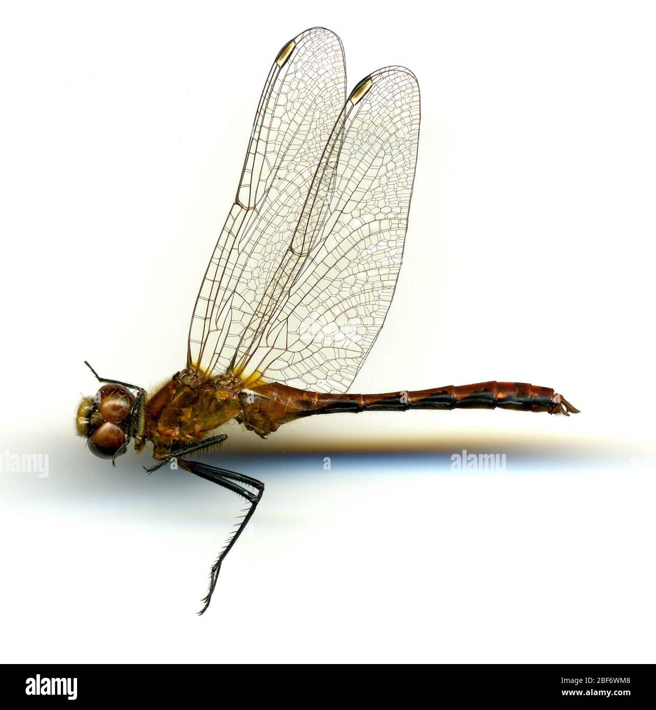 3 mar Cut Out Stock Images & Pictures - Alamy