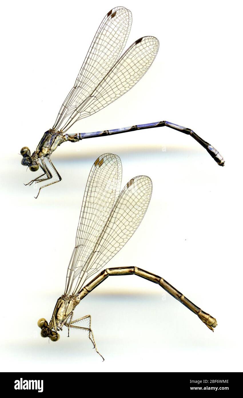 Fumipennis hi-res stock photography and images - Alamy