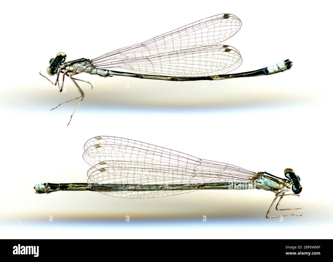 Ecological interactions Cut Out Stock Images & Pictures - Alamy