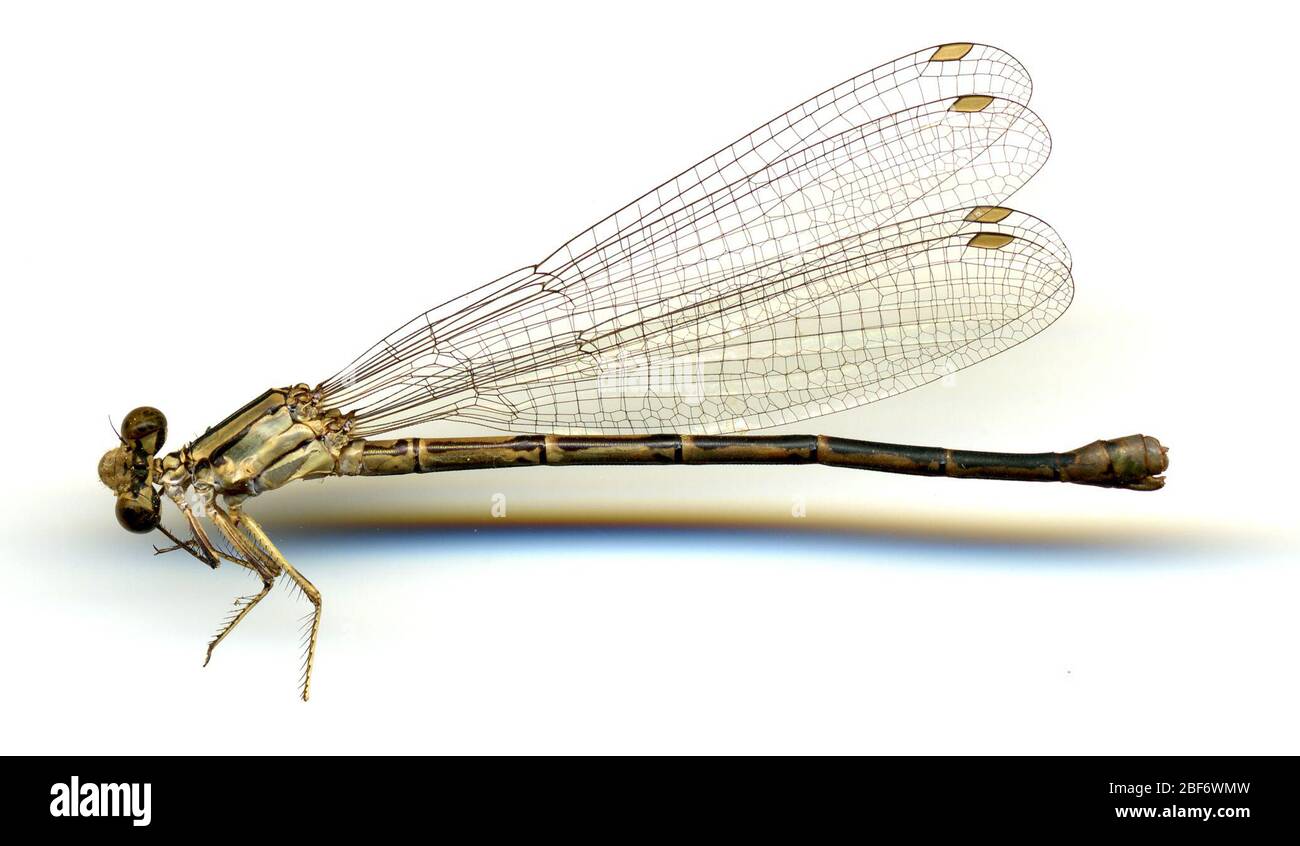 Argia tonto hi-res stock photography and images - Alamy
