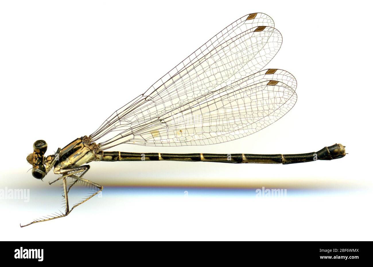 Argia species hi-res stock photography and images - Alamy