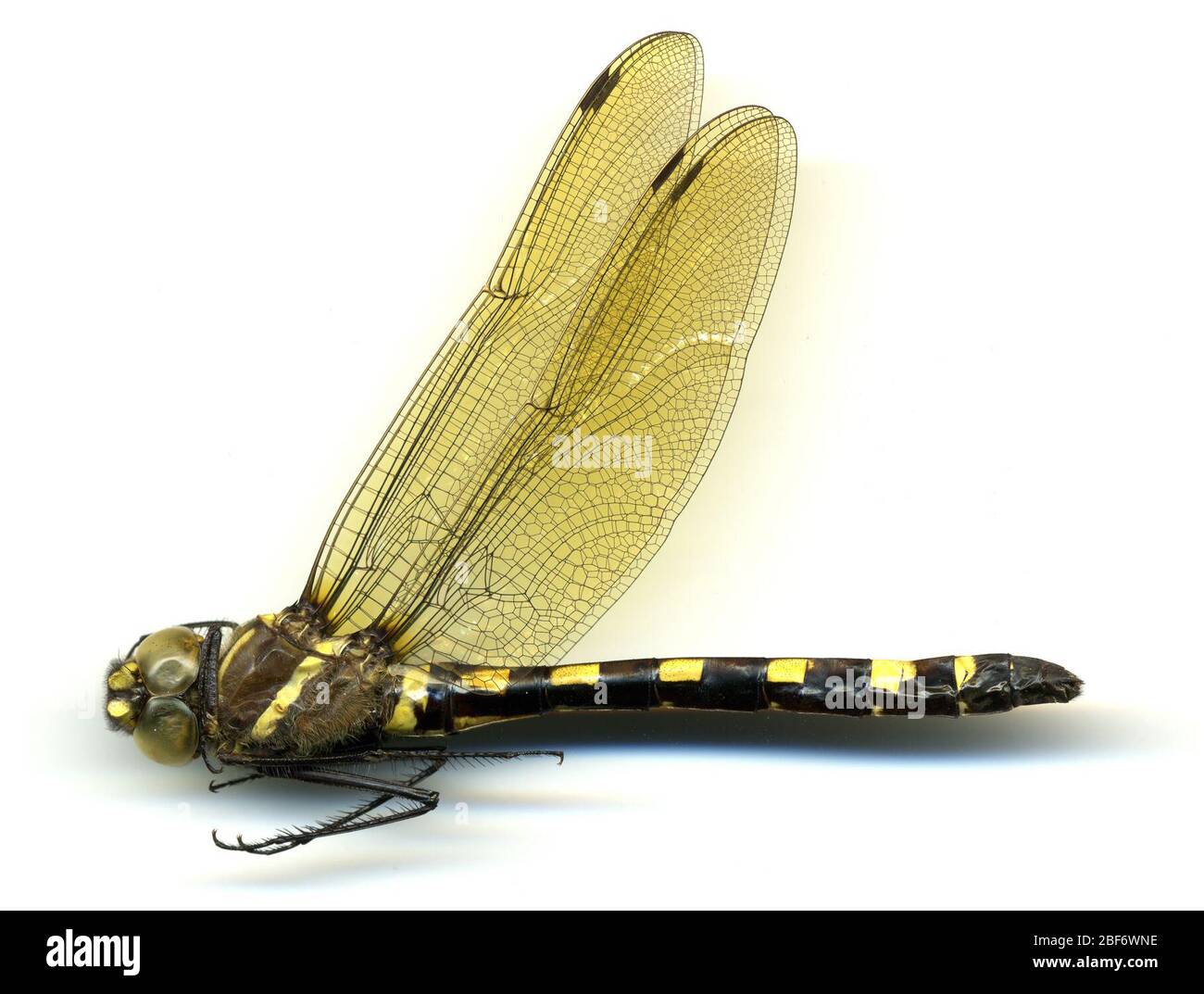 Habitat coastal Cut Out Stock Images & Pictures - Alamy