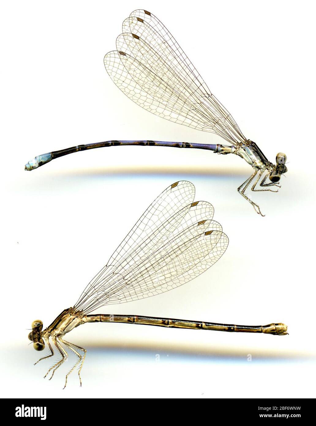 Argia hinei hi-res stock photography and images - Alamy