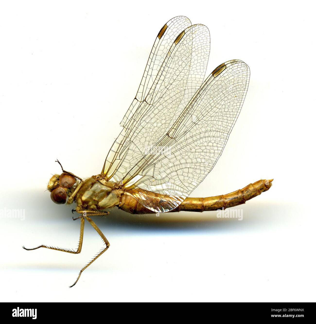 Sympetrum pallipes. 26 May 20161 Stock Photo - Alamy