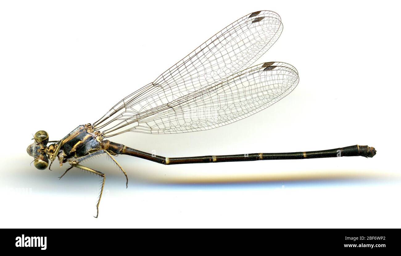 Argia lugens hi-res stock photography and images - Alamy