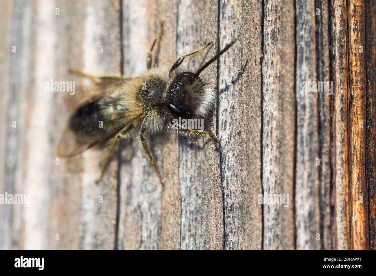 Small burrowing animals hi-res stock photography and images - Alamy
