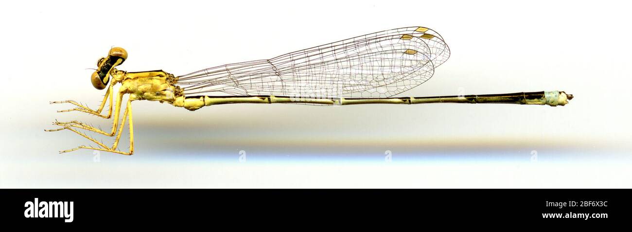 Vesperum hi-res stock photography and images - Alamy