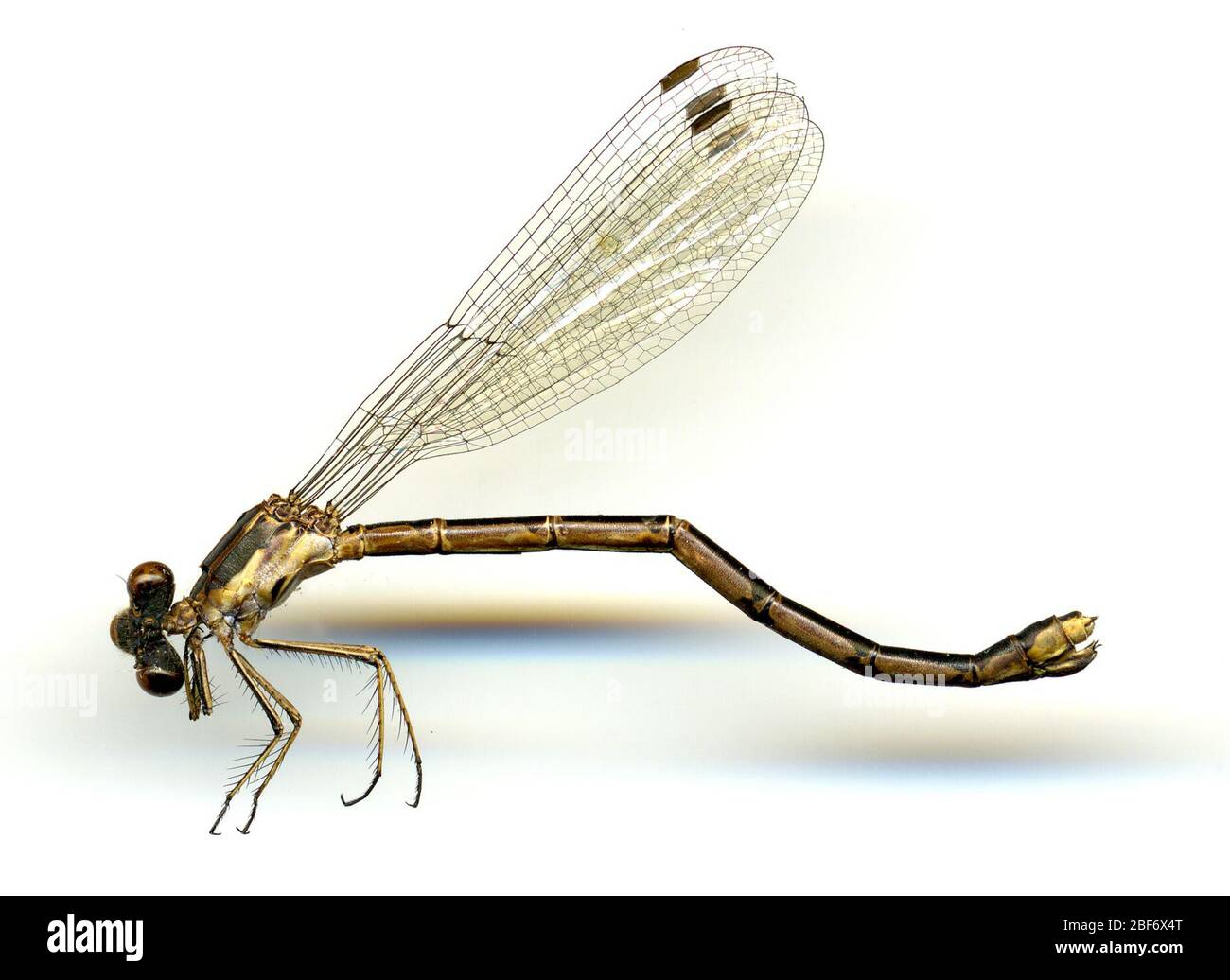 Congener hi-res stock photography and images - Alamy