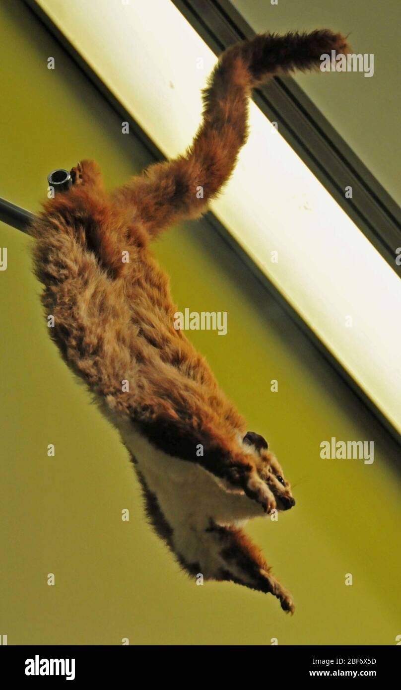 Petauroides volans hi-res stock photography and images - Alamy