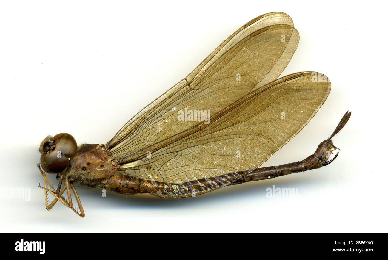 Gynacantha mexicana. 20 May 20161 Stock Photo - Alamy