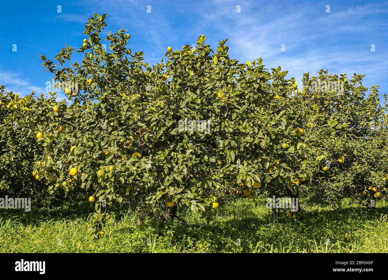 Italy Calabria - bergamot - Fruit Trees Stock Photo - Alamy