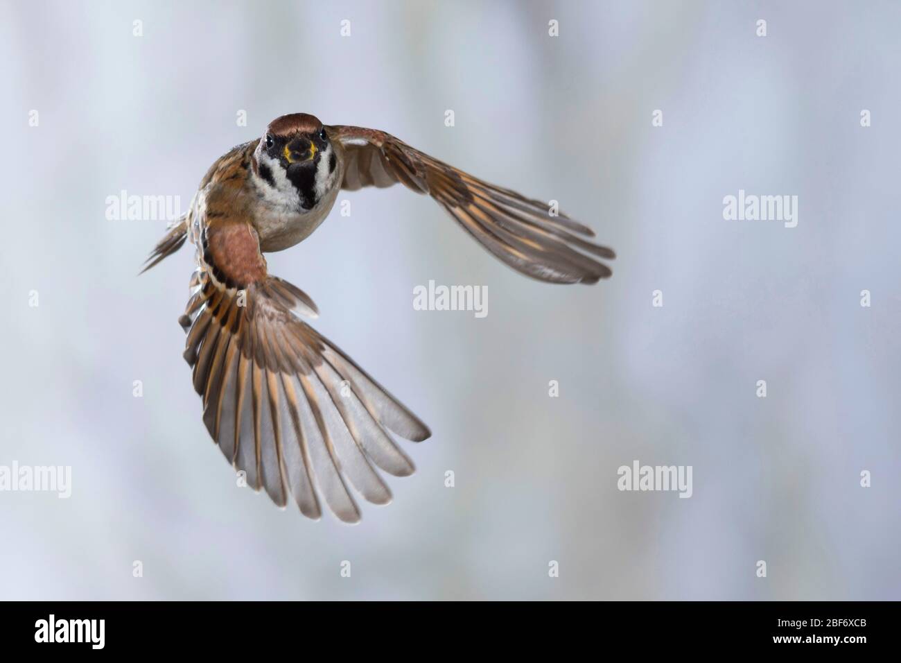Eurasian tree sparrow (Passer montanus), in flight, Germany Stock Photo ...