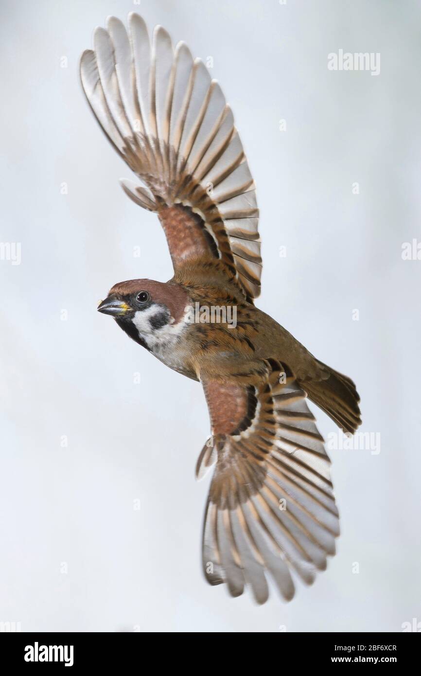 Eurasian tree sparrow (Passer montanus), in flight, Germany Stock Photo ...