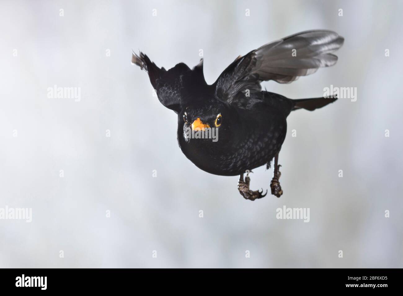 blackbird (Turdus merula), male in flight, Germany Stock Photo - Alamy
