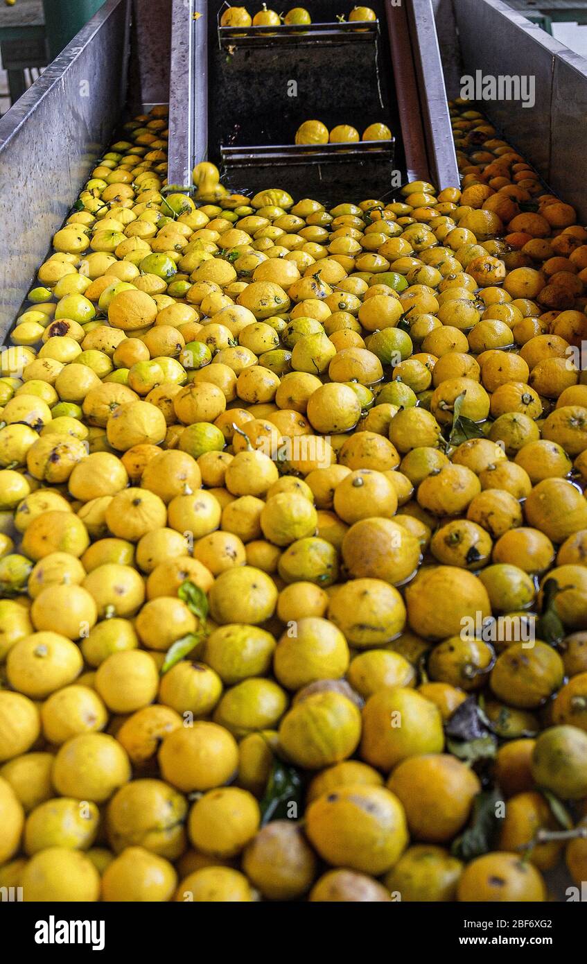 Calabria bergamot hi-res stock photography and images - Alamy