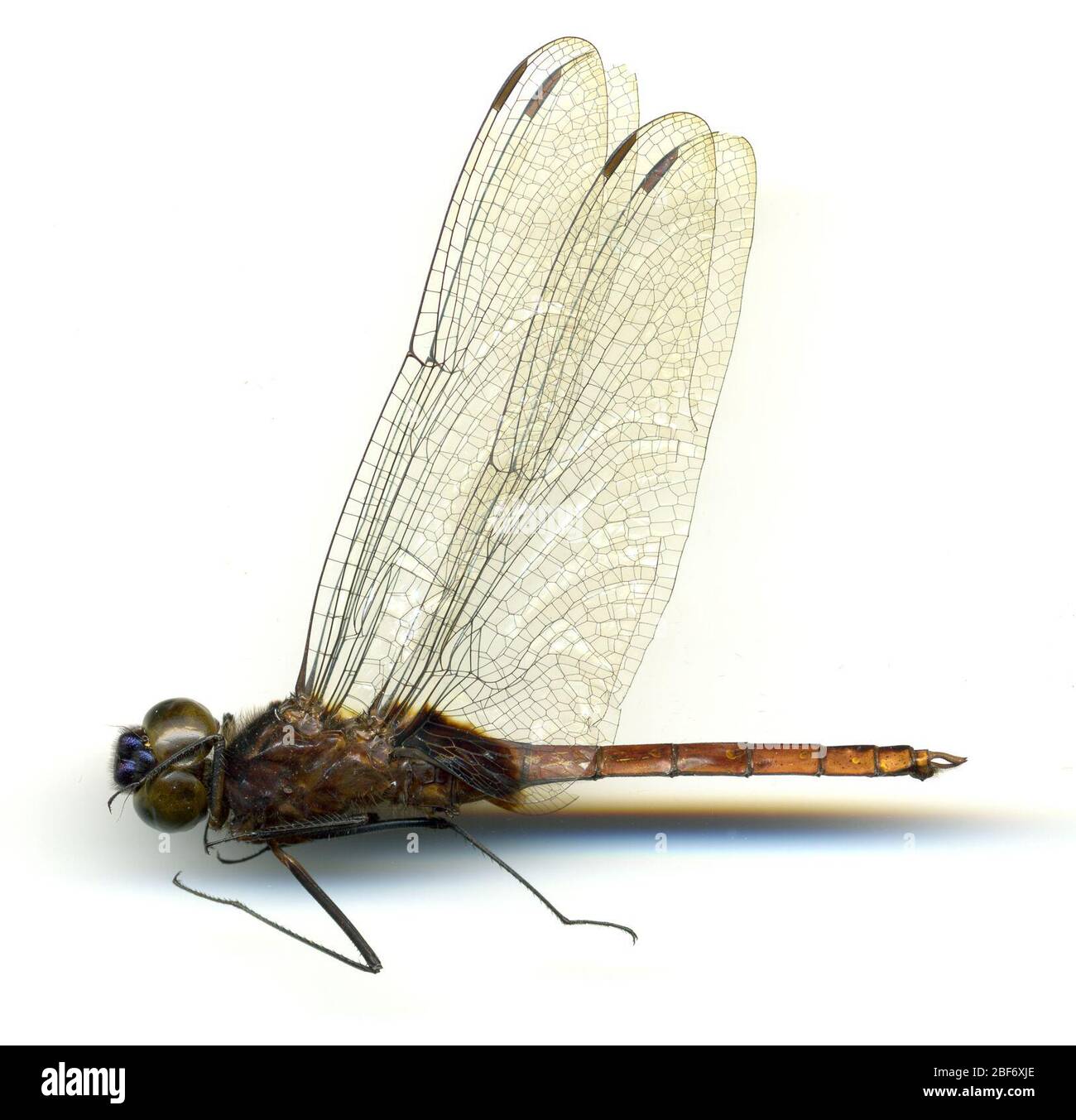 Australis Cut Out Stock Images & Pictures - Alamy