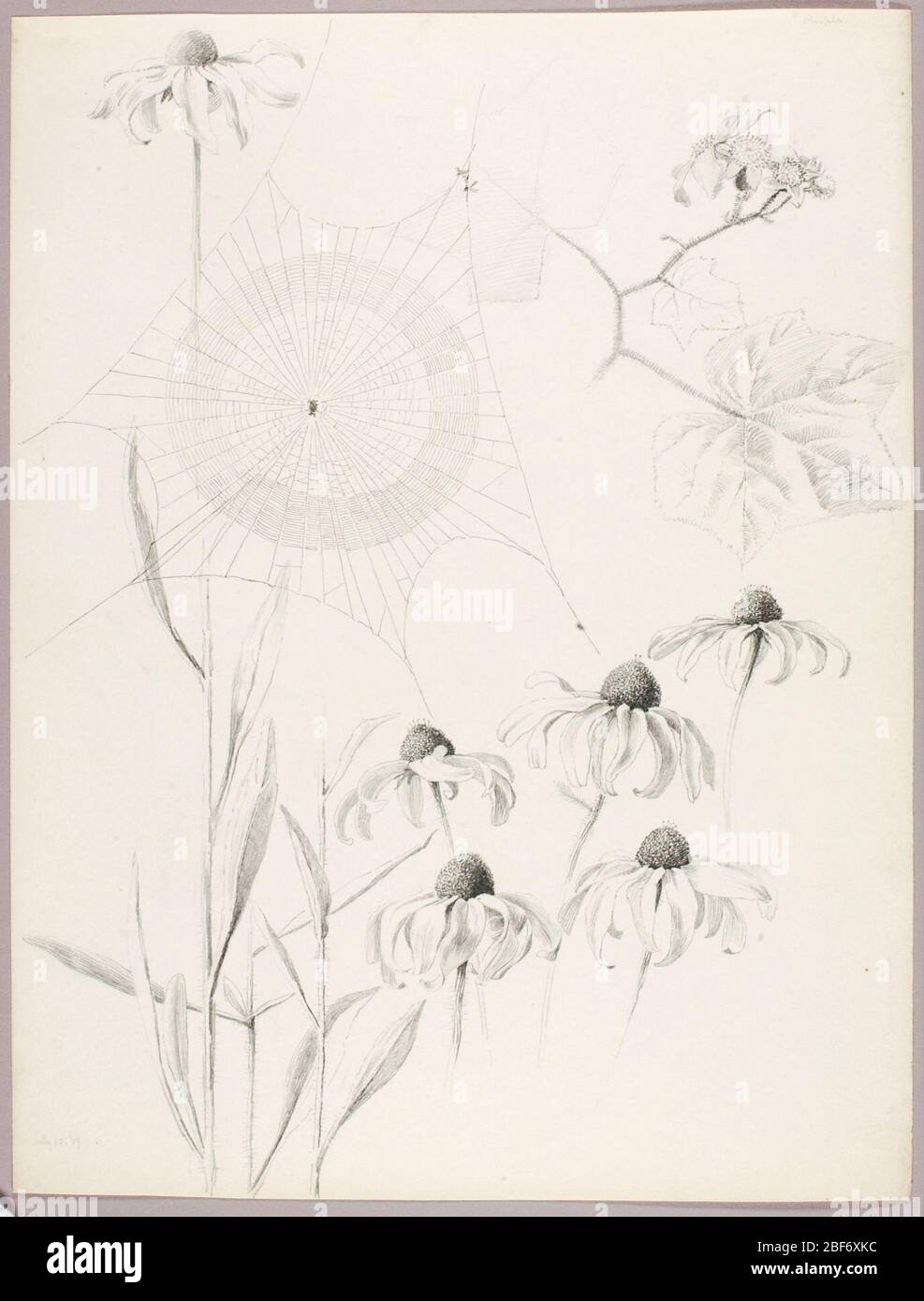 Artistic spider flower hi-res stock photography and images - Alamy