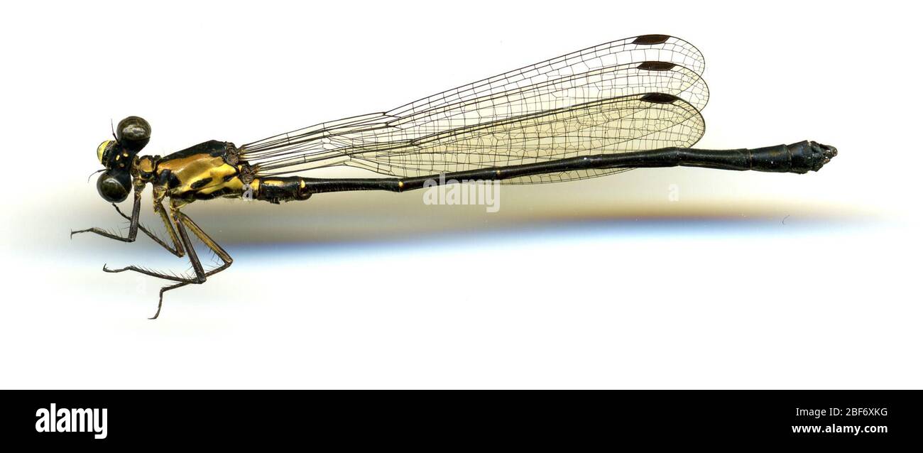 Lestoidea conjuncta. 20 May 20161 Stock Photo - Alamy