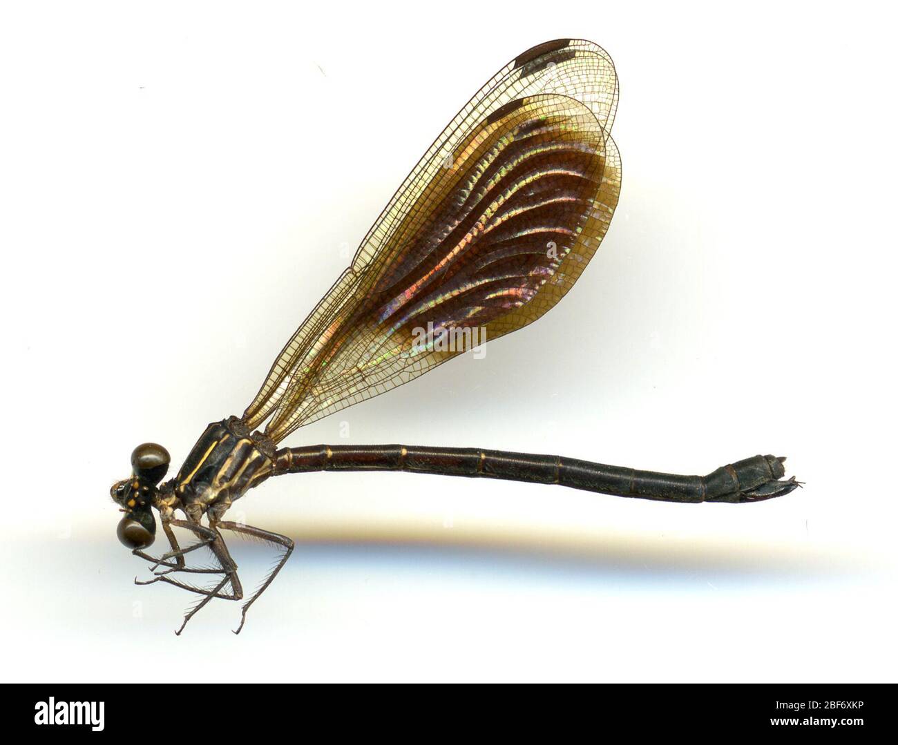 Entomology fieldwork Cut Out Stock Images & Pictures - Alamy
