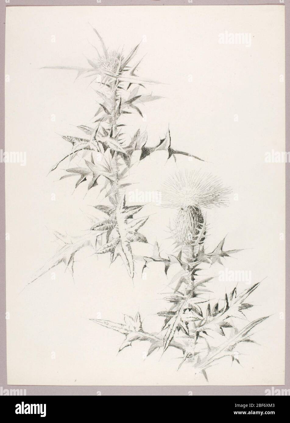 Thistle ecology hi-res stock photography and images - Alamy