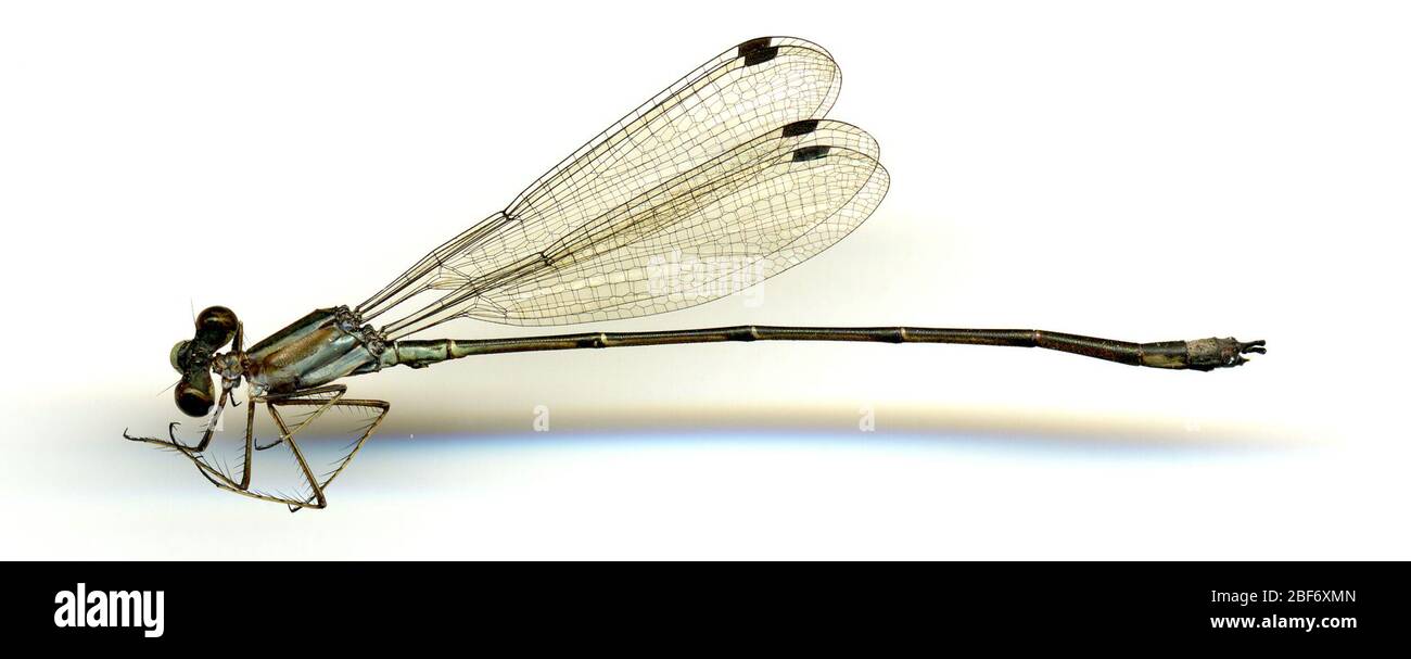 Slender predator Cut Out Stock Images & Pictures - Alamy