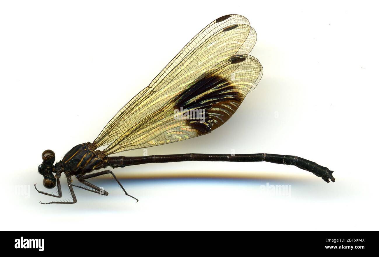 Euphaea decorata hi-res stock photography and images - Alamy