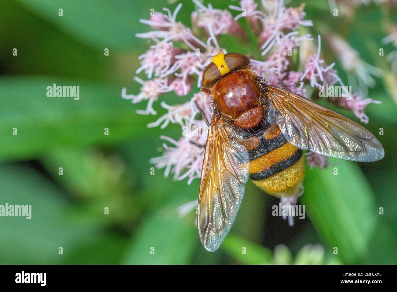 Hornet mimic hoverfly (Volucella zonaria, Volucella zonalis), sits on ...