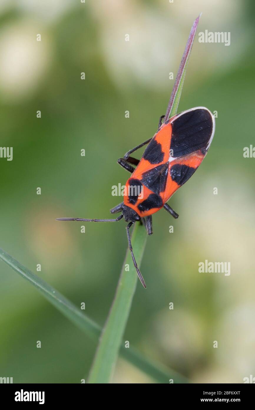 Ground Bug, Lygaeid bug (Tropidothorax leucopterus), sits on a blade of ...