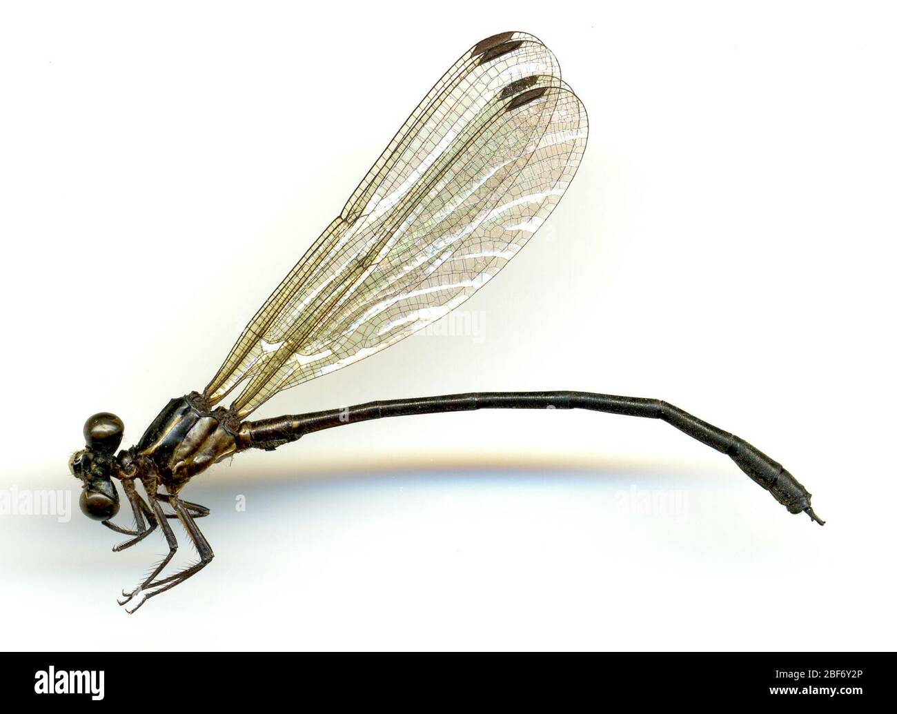 Ecological diversity Cut Out Stock Images & Pictures - Alamy