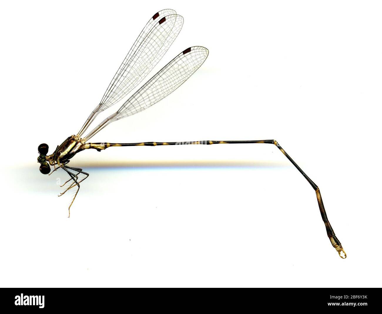 Perissolestes paprzyckii hi-res stock photography and images - Alamy