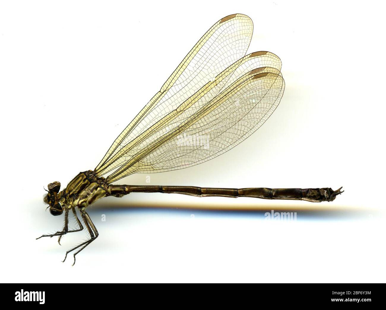 Terminalis Cut Out Stock Images & Pictures - Alamy